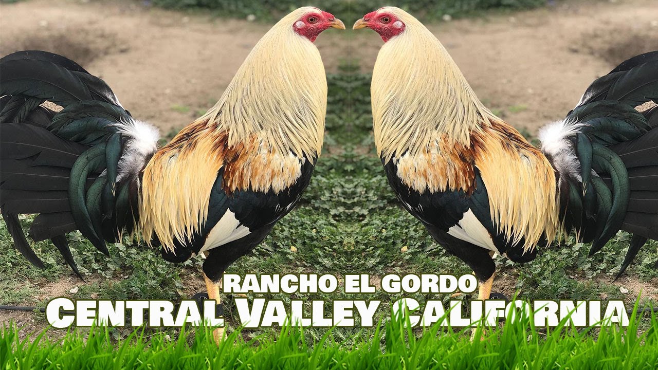Nice Rancho El Gordo California Farm Visit - YouTube