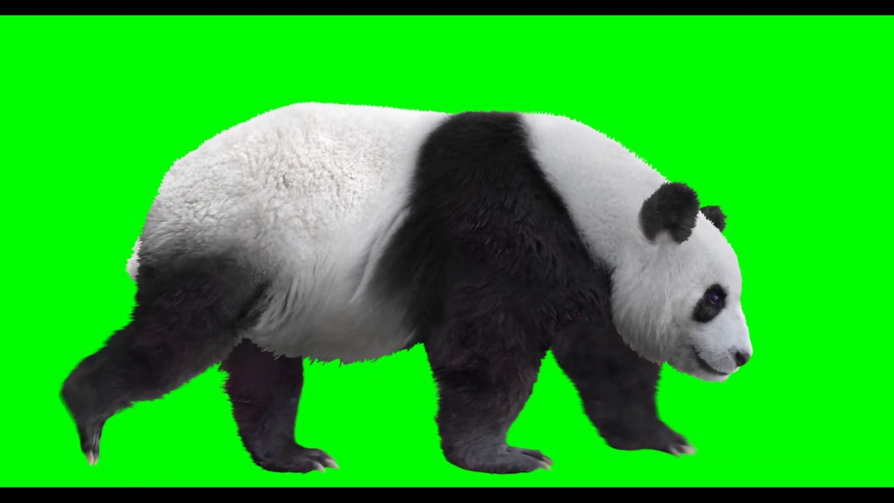Panda Green Screen Chroma Key Background - YouTube