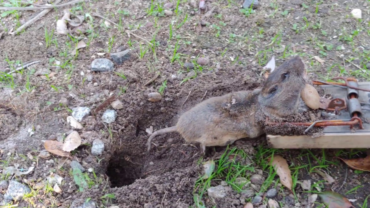 How To Get Rid Of Gophers The Easy Way - YouTube