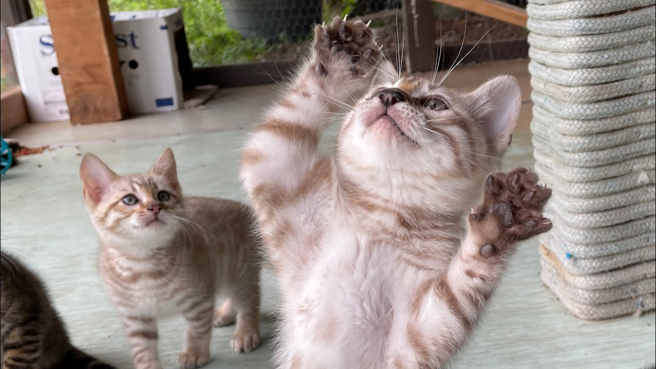 Watch Toyger kittens play for 5 minutes straight (Really Cute) - YouTube