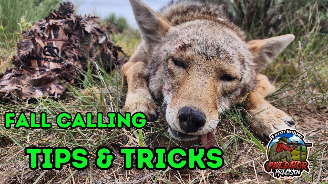 Coyote Hunting - Calling Coyotes in the Fall - YouTube