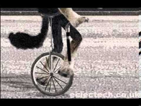 Dog on unicycle does backflip - YouTube