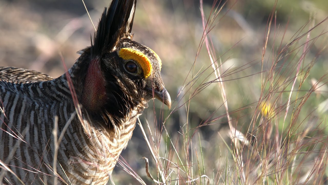 A New Way of Delivering Species Conservation: WAFWA's Lesser Prairie ...