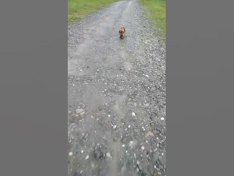#Собака 🐕 звонок )))) - YouTube