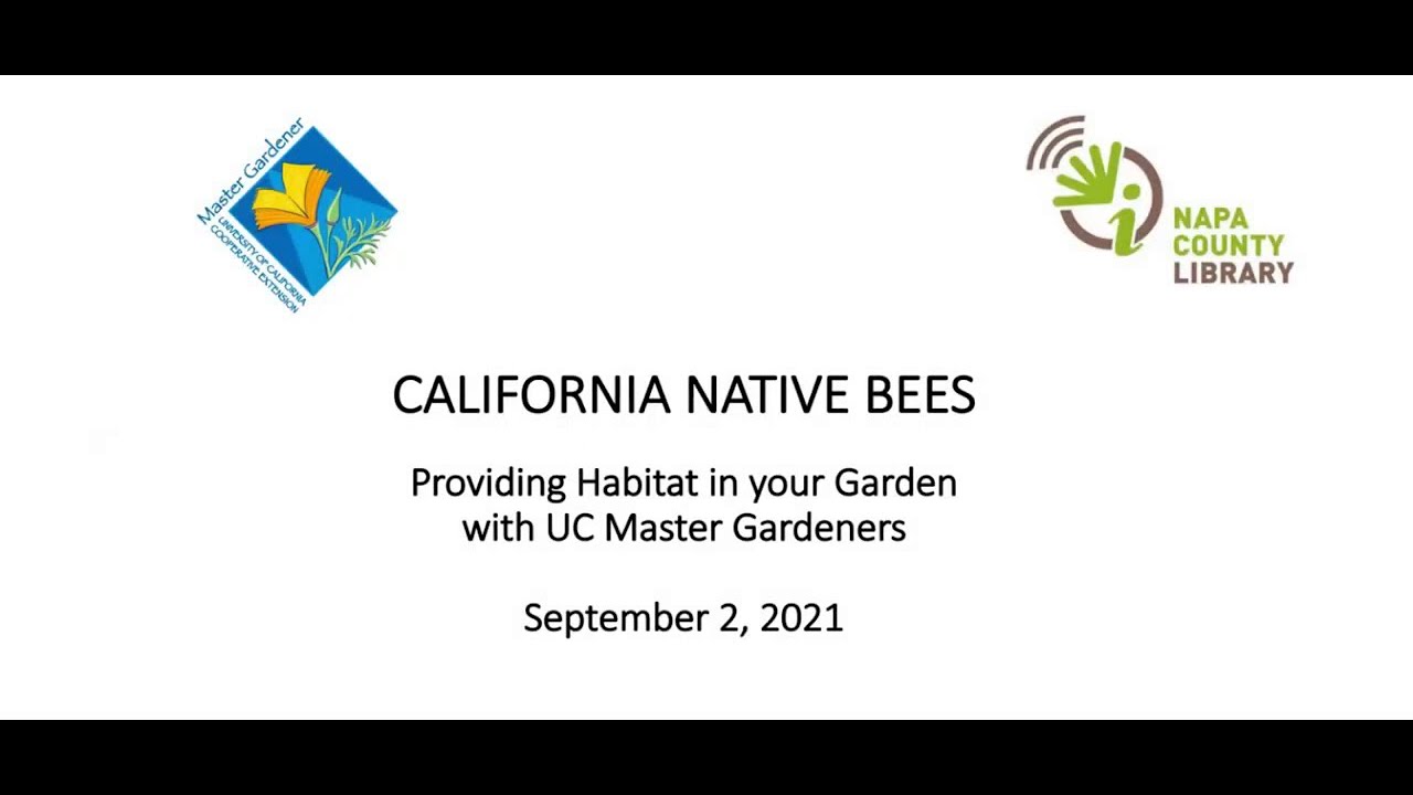 California Native Bees - Providing Habitat in Your Garden with UC ...