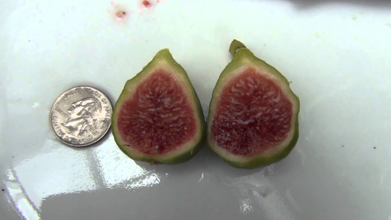 Fig variety 143-36 / Emerald Strawberry - YouTube