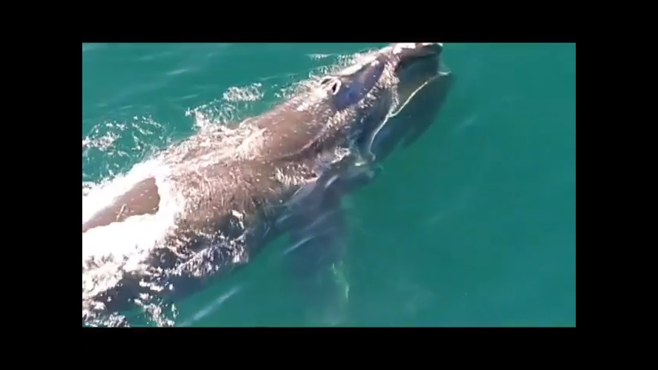 How Whales and Dolphins control Buoyancy? | WHALEZONE.TV S2E2 - YouTube