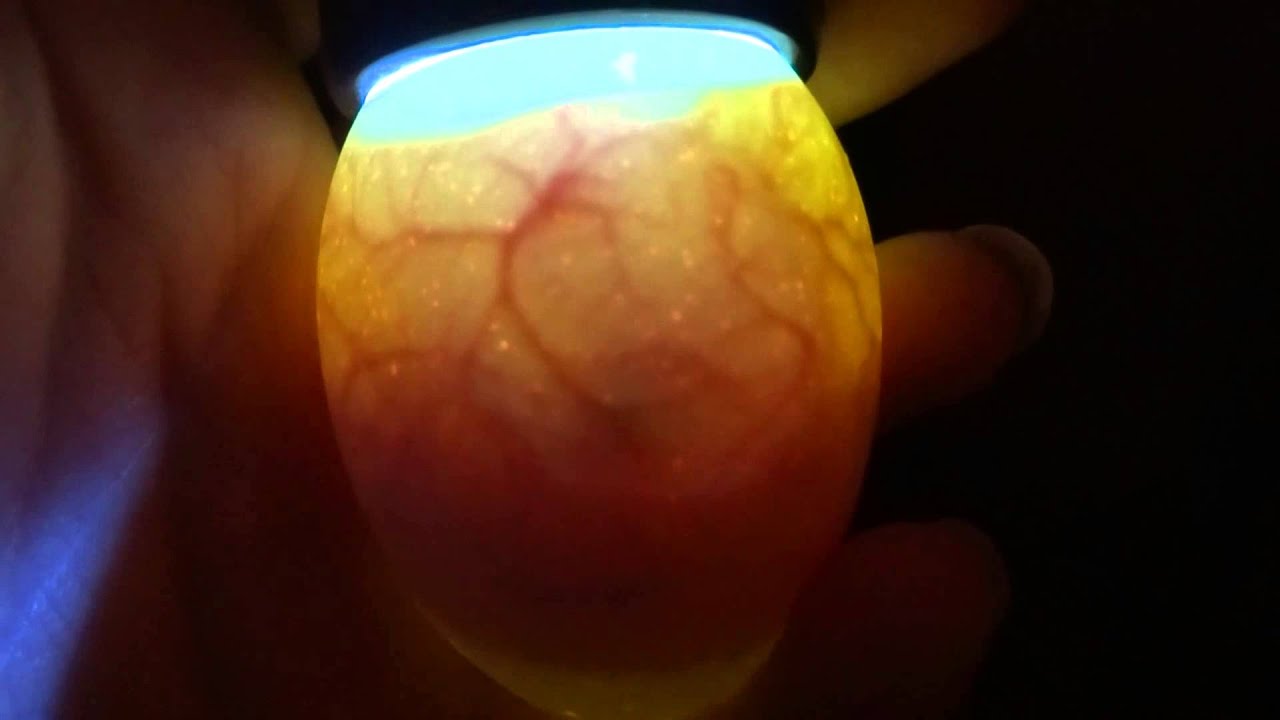 Chicken Egg Embryo - 7 Days Into Incubation - YouTube