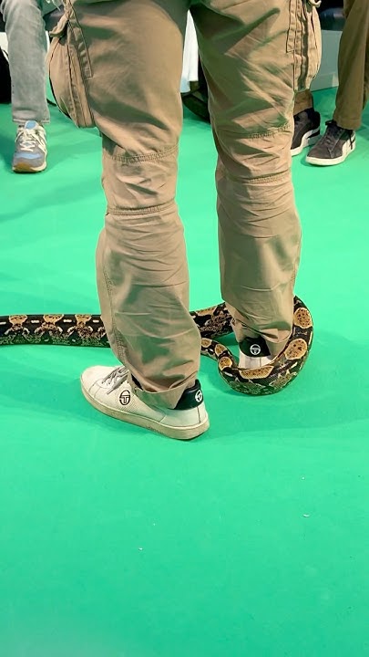I hold a python, and a chameleon climbed up to my head. #shortvideo # ...