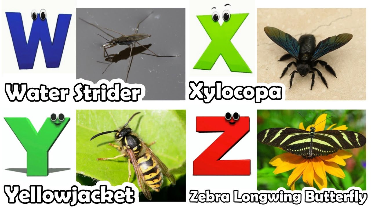 Insects ABC Song for Kids | Insects for Kids | Phonics for Kids ...