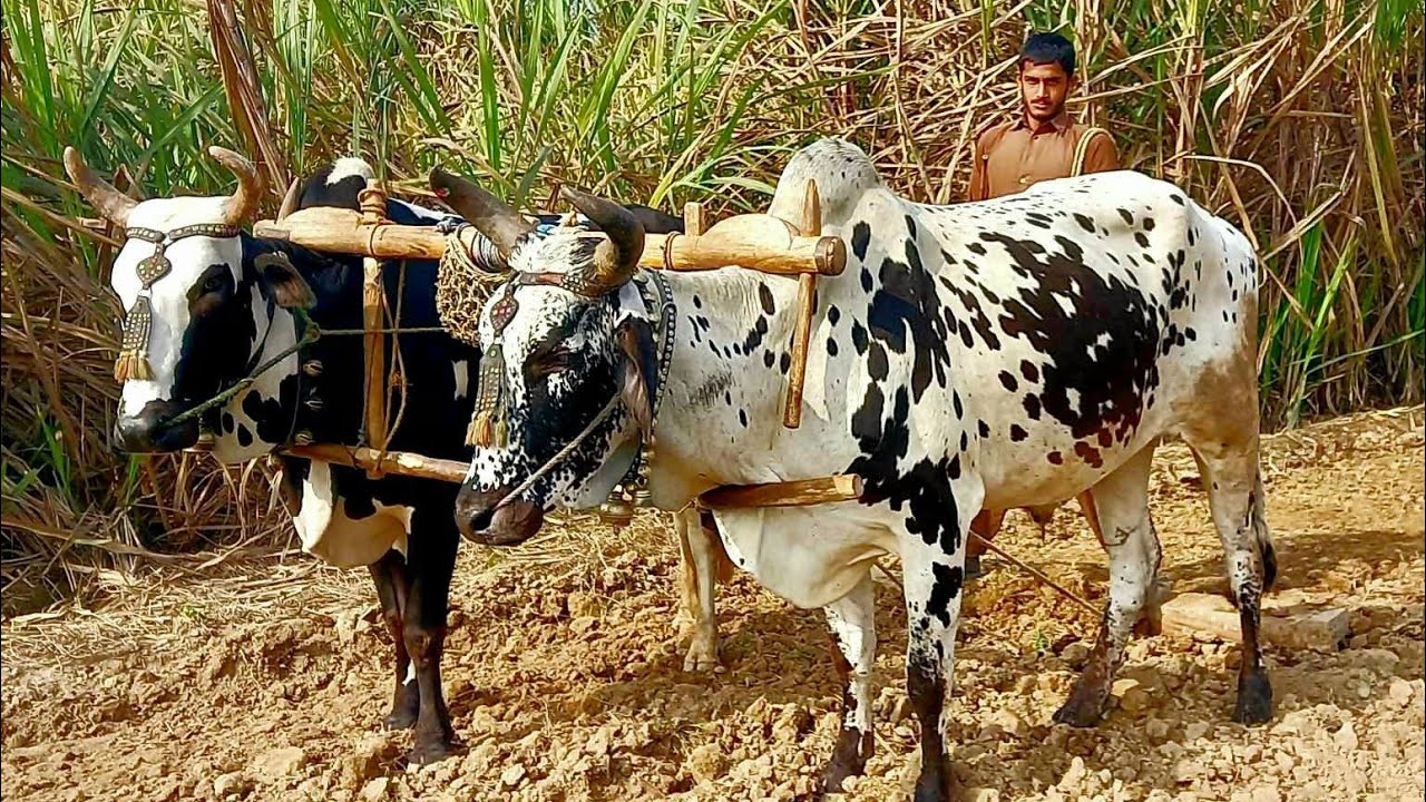 Dry field leveling with bulls | Brave man and powerful bulls leveling ...