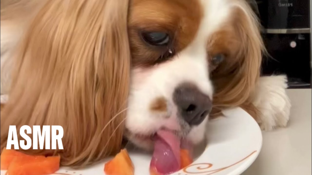 ASMR: Relaxing Cavalier Puppy Eating Sounds - YouTube