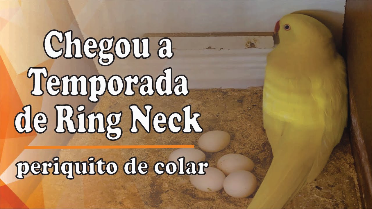 Falando Sobre Ring Neck - Reprodução e Pets - YouTube