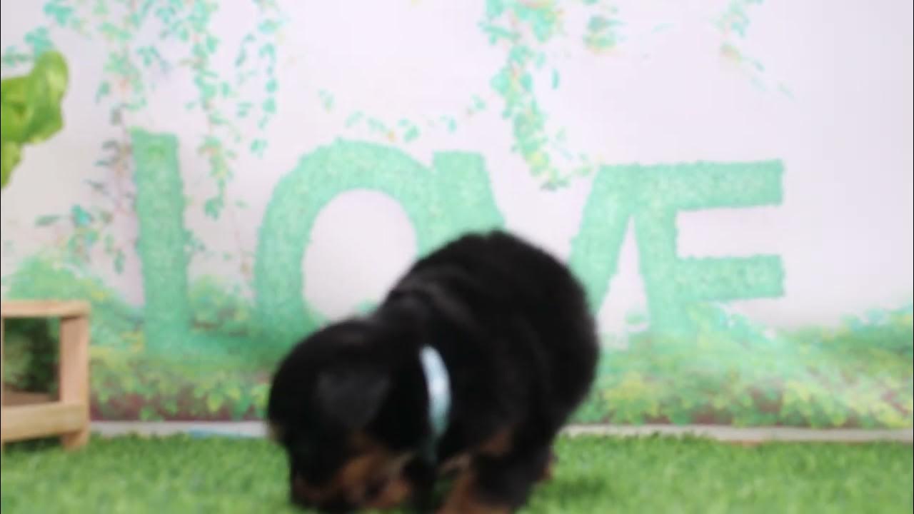 ペットショップCoo&RIKU No631162 MIX（ハーフ） - YouTube