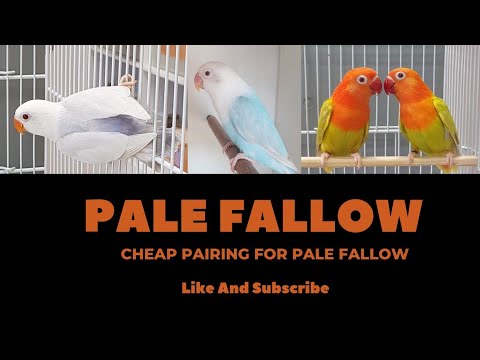 How to produce Pale Fallow lovebird|Pale Fallow fischeri mutation ...