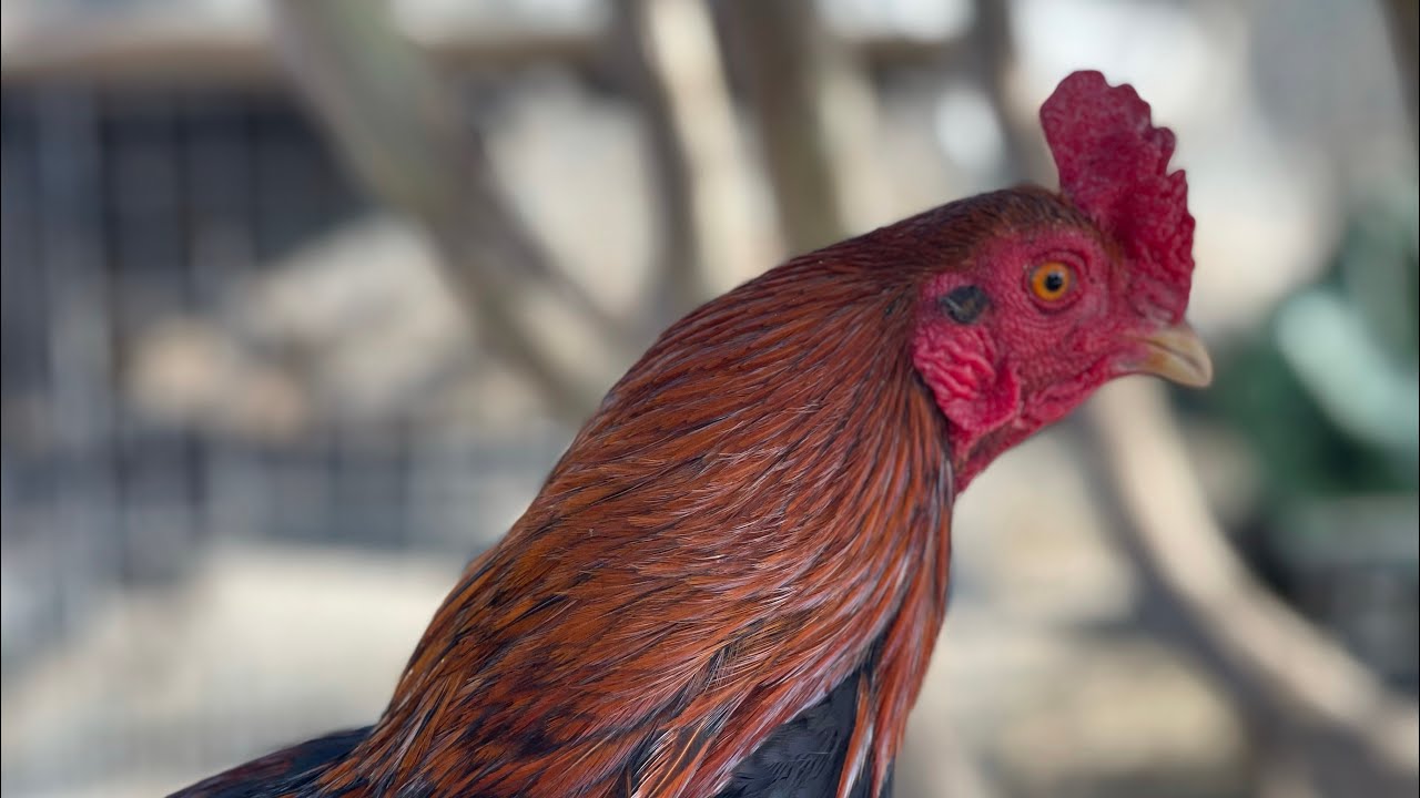 ASIL PLUMMERS O ASIL JAPS - YouTube