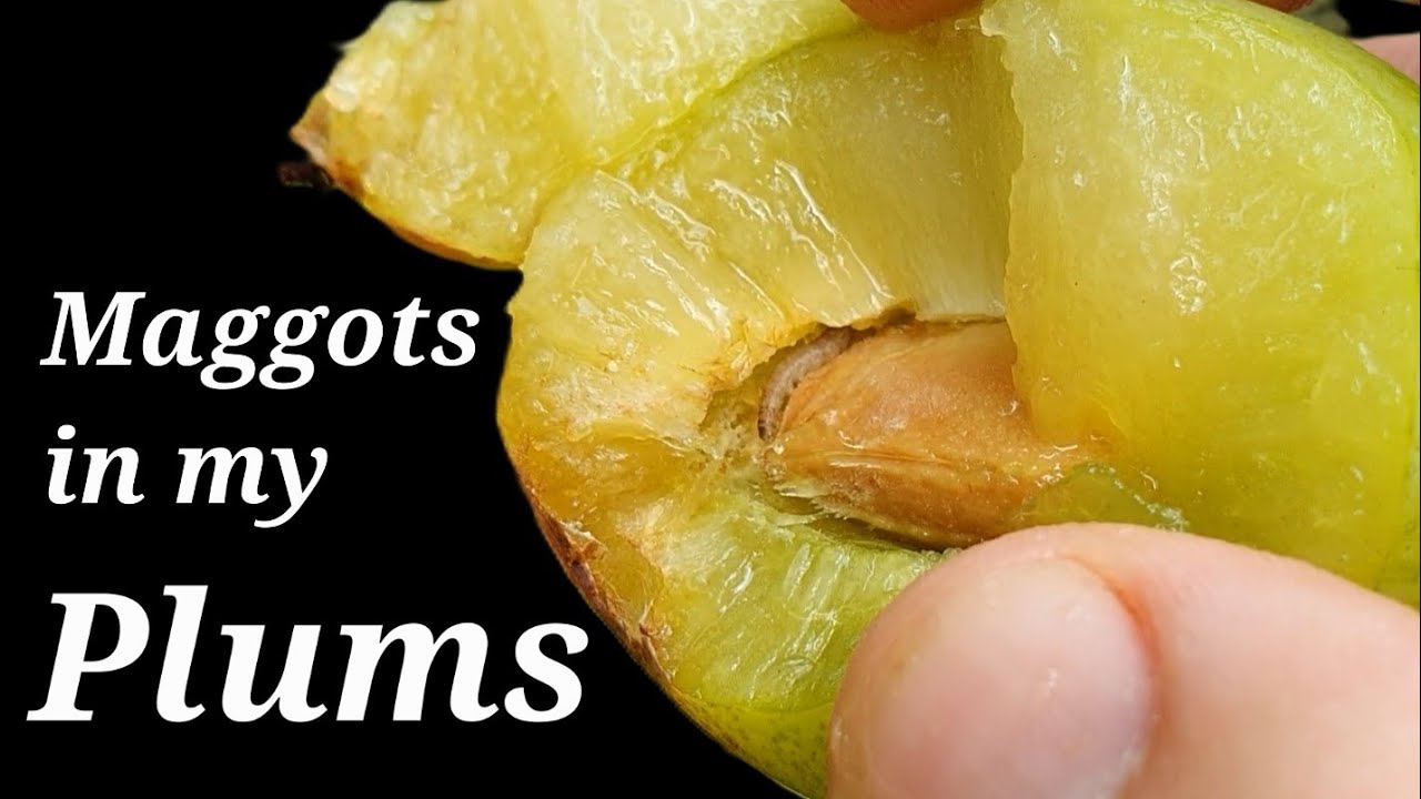 Maggots in my plums - plum tree problems - YouTube