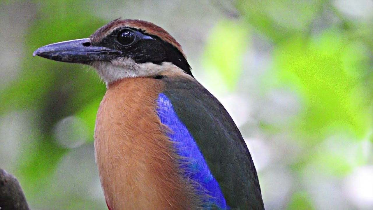 20 Colourful Birds of Singapore - YouTube