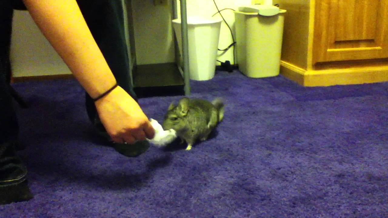 Milly our chinchilla playing around - YouTube