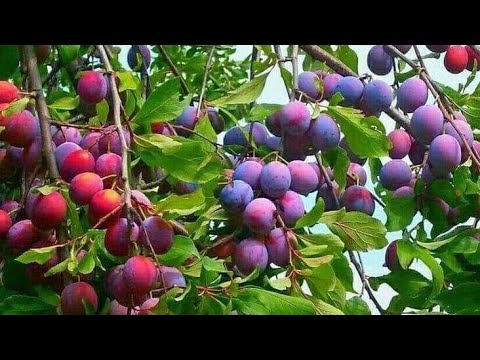 Alcha 🍒 आरूबख़डा ||खुरपानी||आल्चा|| #Khurpani_Plum_Apricots_Alcha_Fruit ...