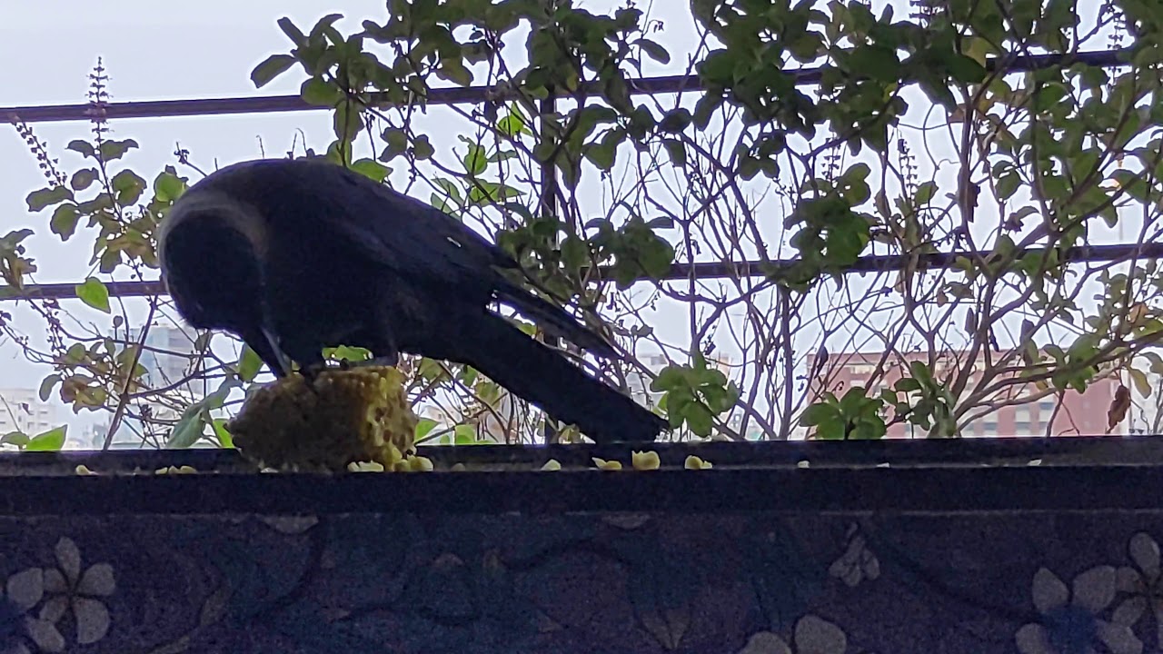 Crow eating corn.... - YouTube