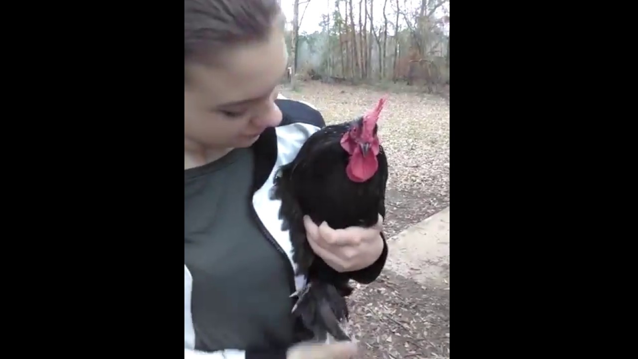 Frog The Rooster Savannah is home! - YouTube
