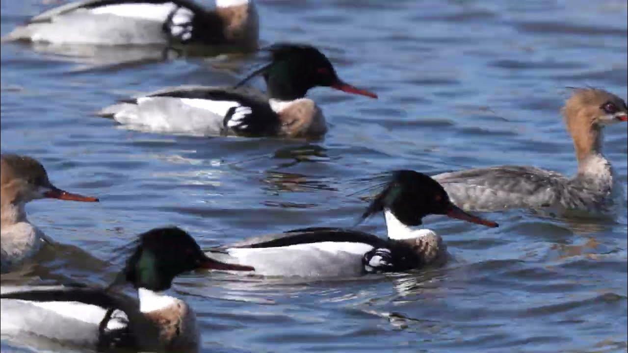 North American Red-breasted Mergansers move along on a northern USA ...