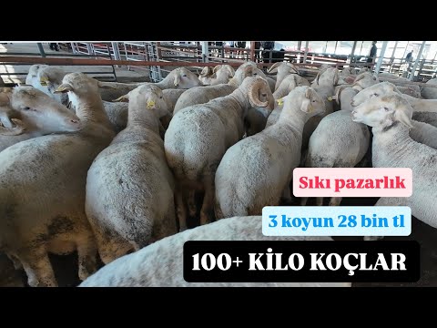 CANLI HAYVAN PAZARI KÜÇÜKBAŞ KURBANLIK FİYATLARI 3 KOYUN 28 BİN TL #hayvanpazari #kurbanlık #koyun