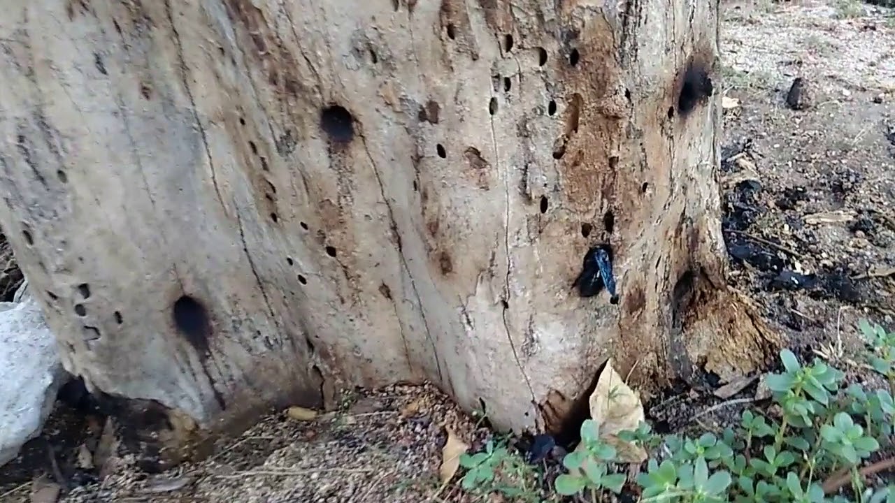 Abelha Mangangá, mamangaba, mangango, mamangava, mangava, mangangava ...