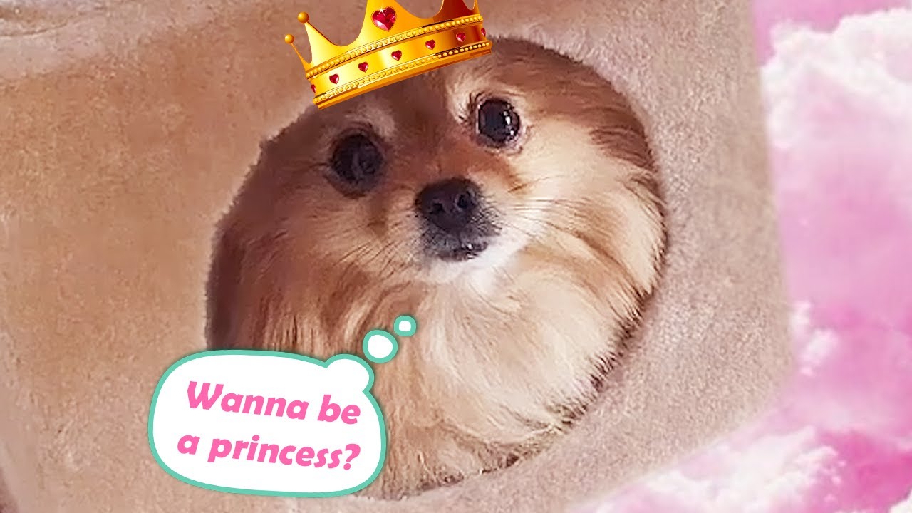 Supermodel Dog Shares Her Daily Routine | How To Guide | Cuddle Buddies ...