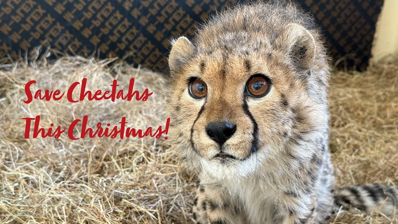 Save Cheetahs This Christmas - Are you their only hope? - YouTube