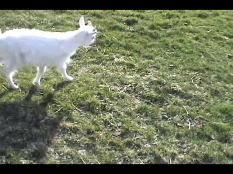 Casper The Goat - YouTube
