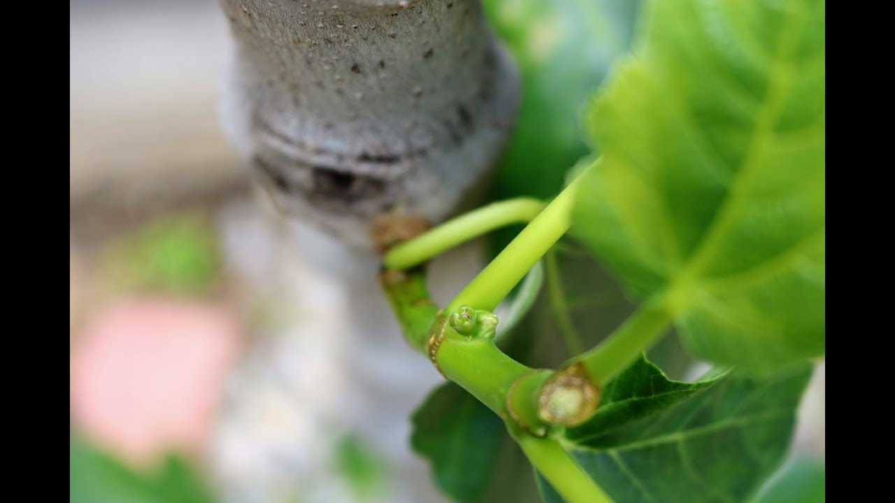 Pinching Figs in Detail + Q&A | Fruit Talk! w/ Ross Raddi -- EP: 33 ...