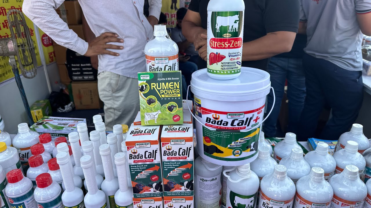 Bada calf Desi diet ke sath sath ye dose bhi do - YouTube