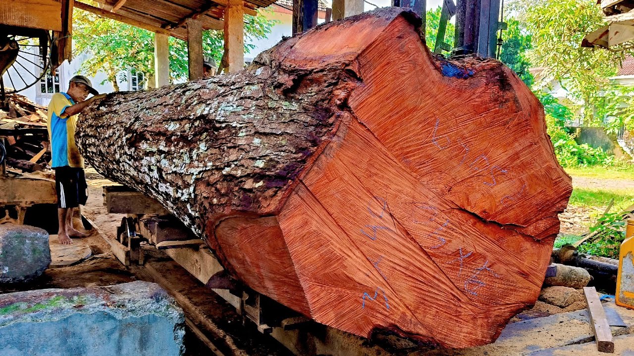 Extraordinary || Sawing a beautiful giant red Mahogany tree - YouTube