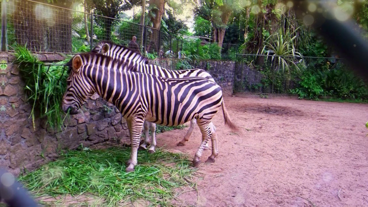 Dehiwala zoo in Sri Lanka 2020 | Best Zoo in Sri Lanka - YouTube