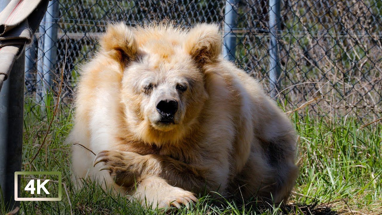 Himalayan bear Chada enjoys the spring - YouTube
