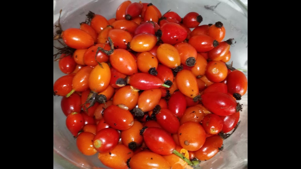 make rosehip syrup - YouTube