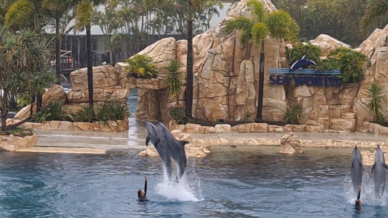 Picturesque Dolphin Performance at Sea World Gold Coast, Queensland ...
