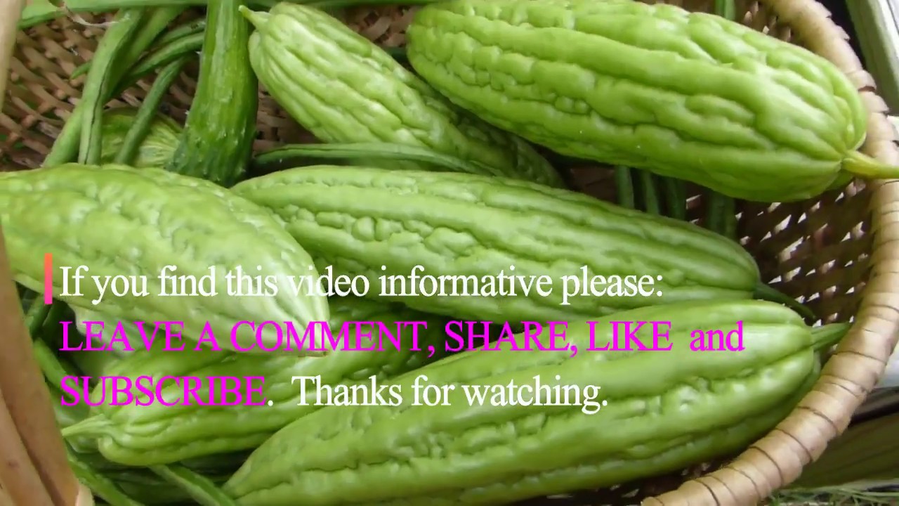 Bittermelon Tutorial: From Seedlings To Harvest - YouTube