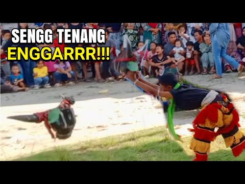 SENG TENANG ENGGAR !! ENGGAR NGAMUK DI UNCALKAN BATENGANNYA JARKEP ...