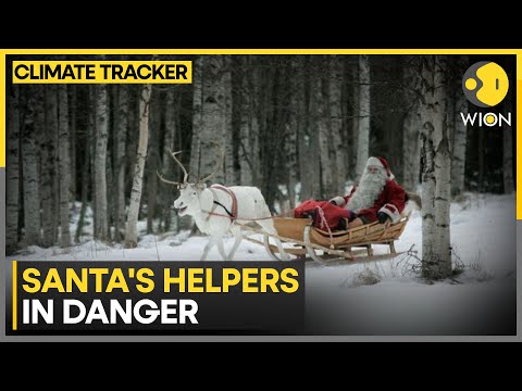 Arctic Reindeer at Risk: Climate and Other Dangers | WION Climate Tracker