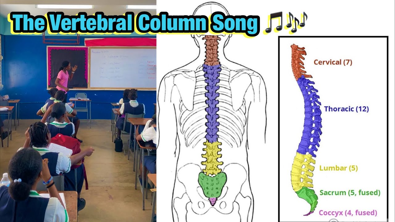 Easy Way To Learn The Vertebrae || The Vertebral Column Song by TCGA ...