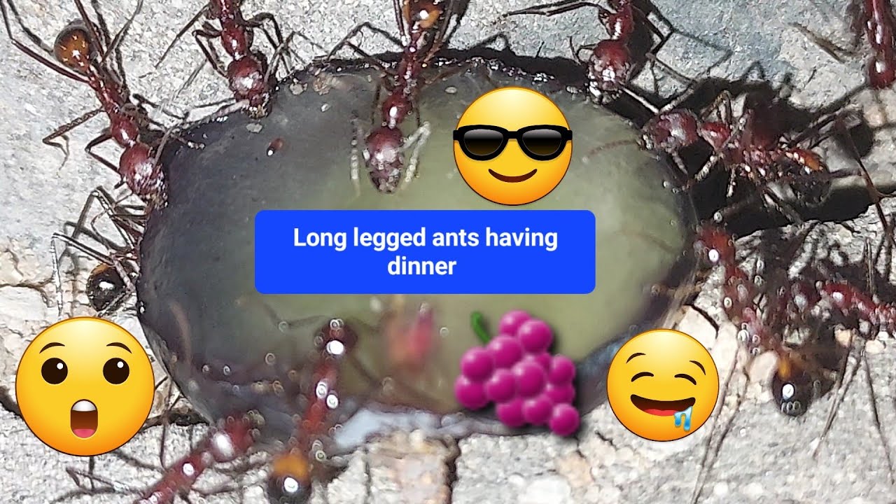 Long legged ants enjoying their grape 🍇 - YouTube