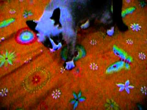 Gata mel de aracaju (sergipe) 2