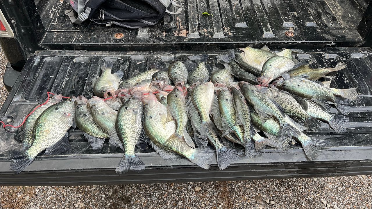 Loaded Stringer Crappie Fishing From The Bank!! - YouTube