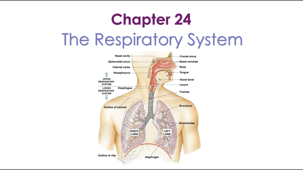 anatomy chapter 24 ~ respiratory system - YouTube