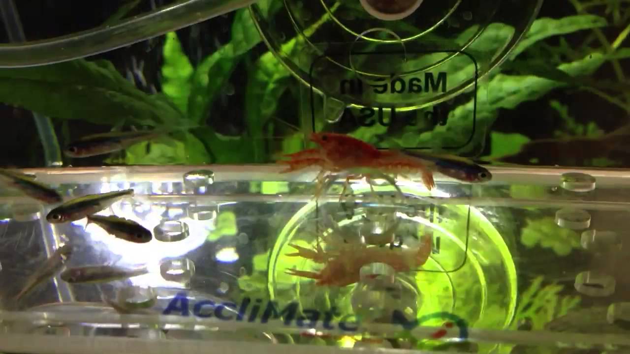 New mini lobster for the aquarium - YouTube