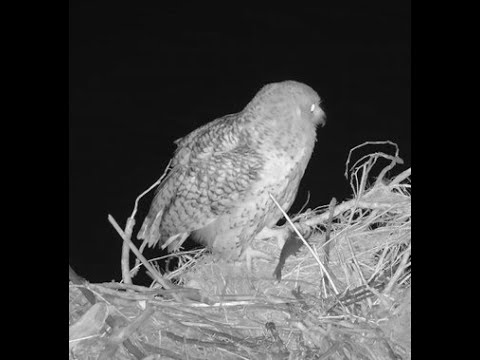 Pel's fishing Owl, and its fish catch. - YouTube