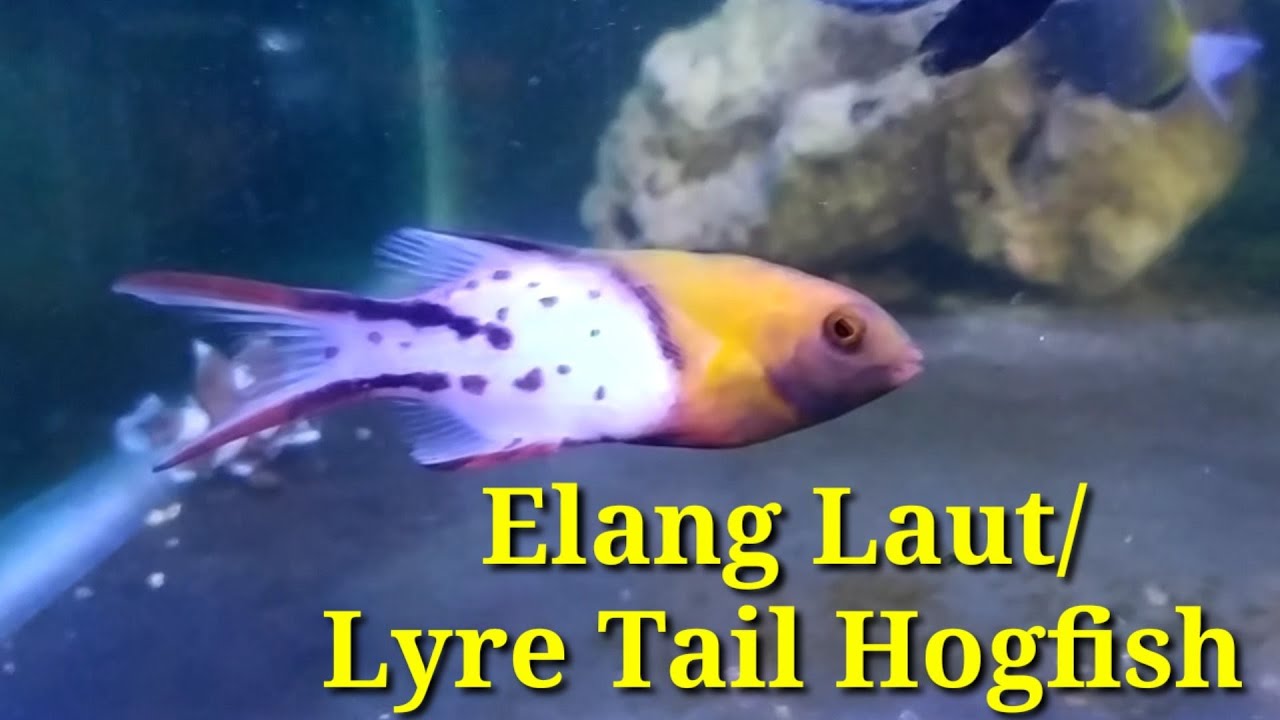 LYRETAIL HOGFISH/ IKAN ELANG LAUT . . . COLLECTOR'S FISH @ MARINE ...